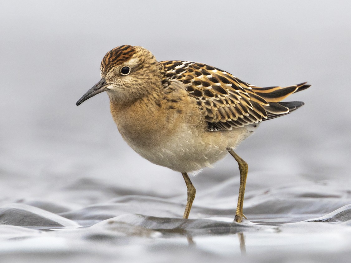 Sharp-tailed Sandpiper - eBird