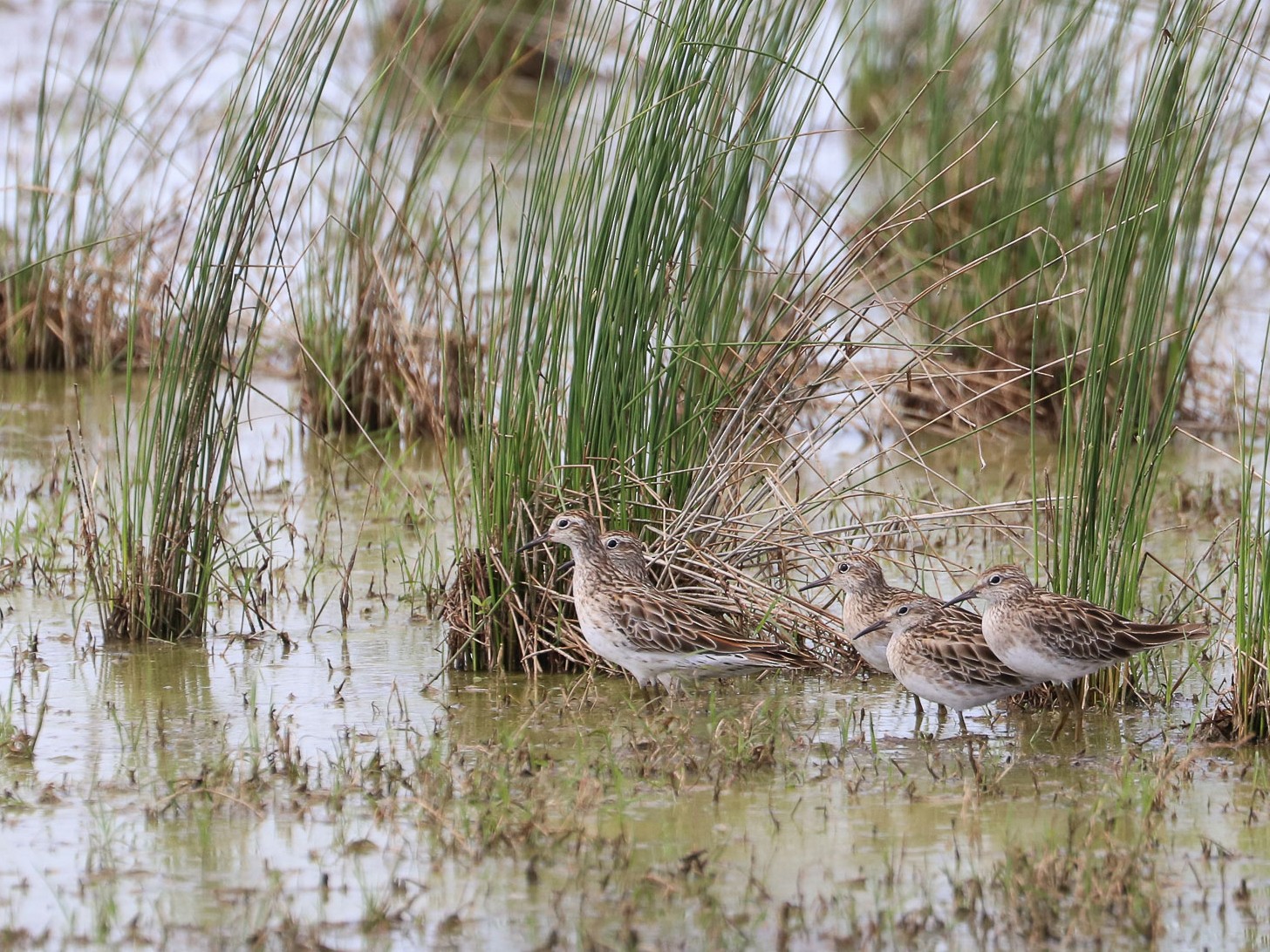 Sharp-tailed Sandpiper - eBird