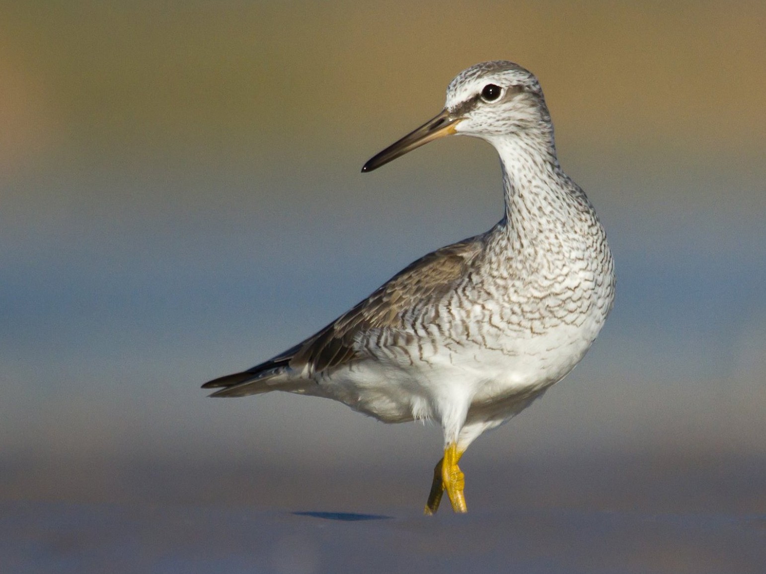 Gray-tailed Tattler - eBird