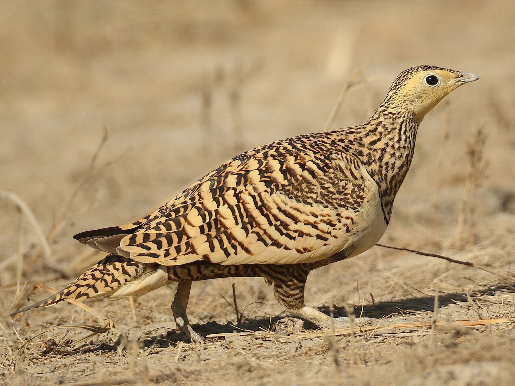 Chestnut-bellied Sandgrouse - eBird