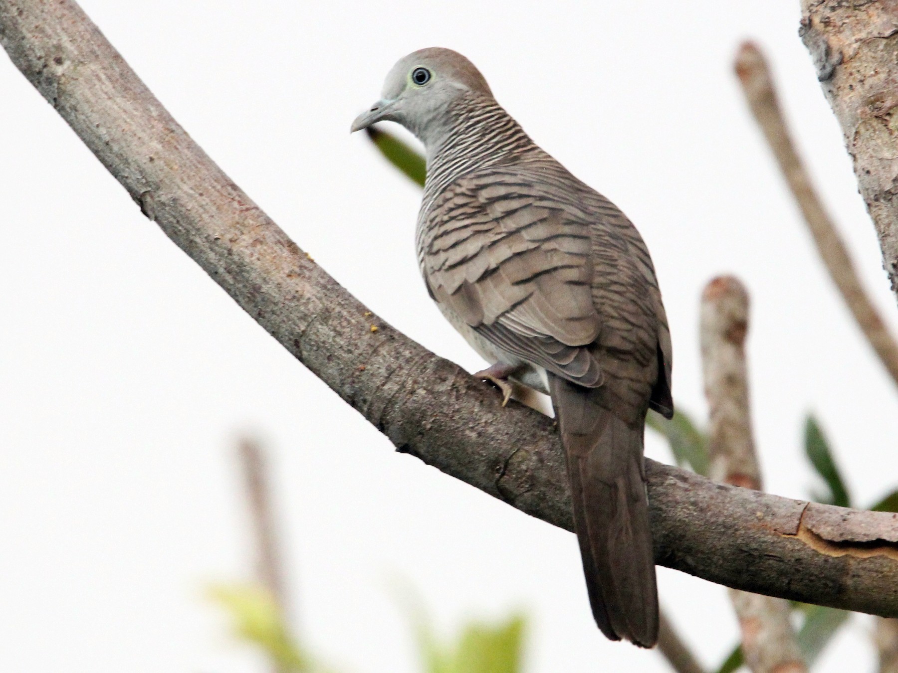 Zebra Dove - eBird