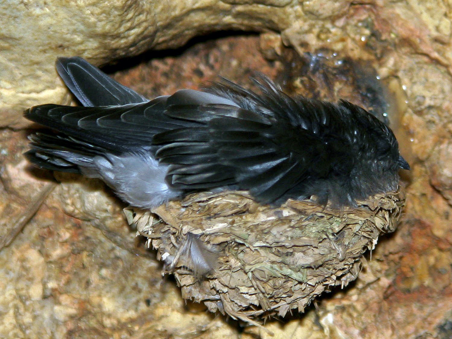 Mariana Swiftlet - eBird