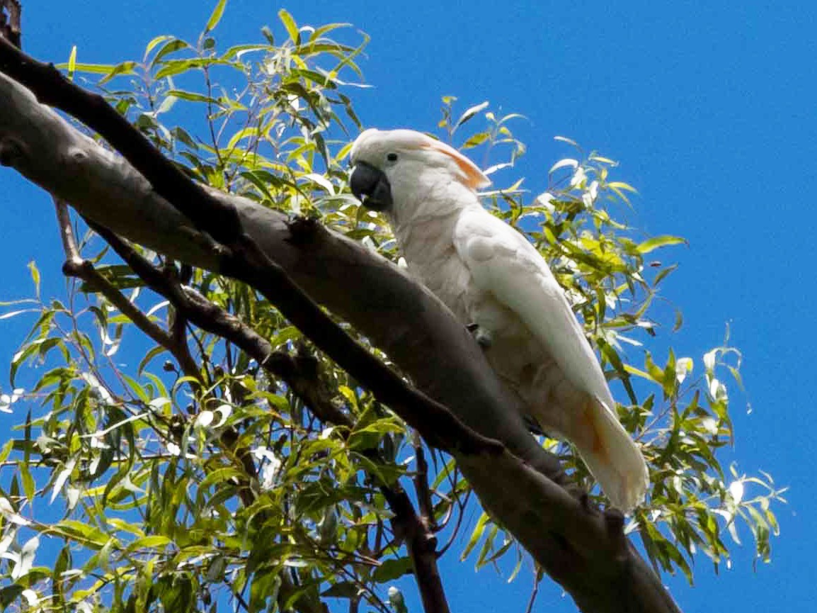 kakadu molucka - eBird