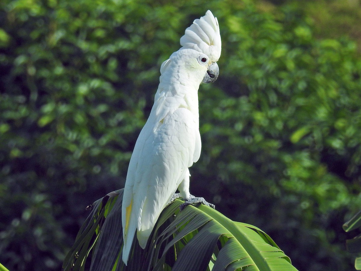 White Cockatoo - Cacatua alba - Birds of the World
