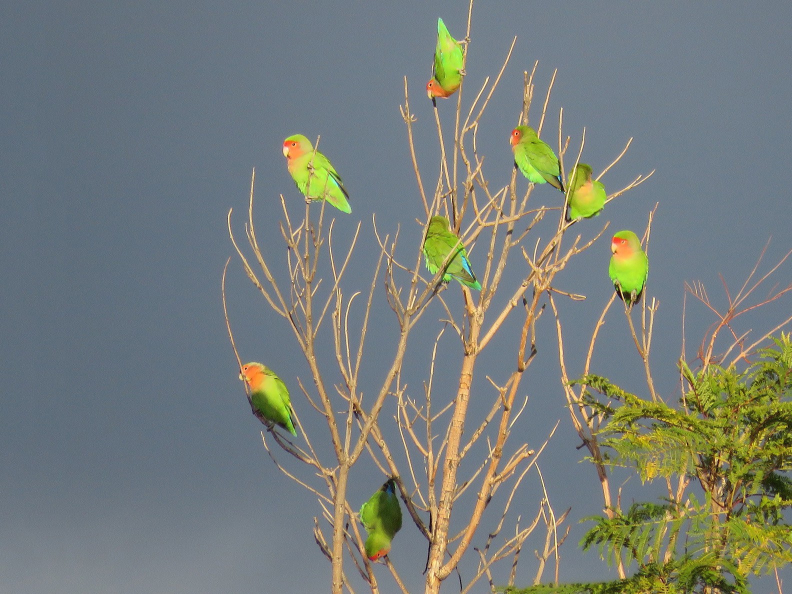 Peach Faced Love Birds In Phoenix