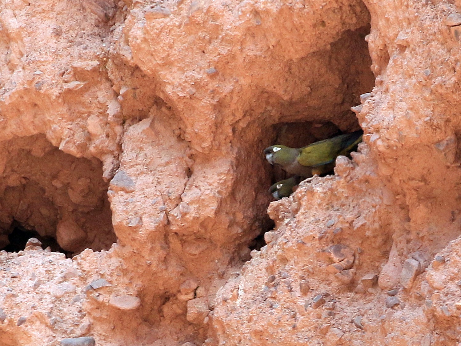 Burrowing Parakeet - eBird