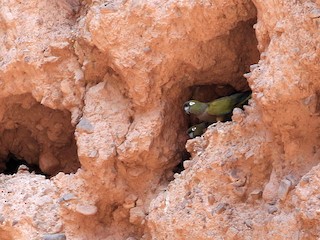 Burrowing Parakeet - eBird