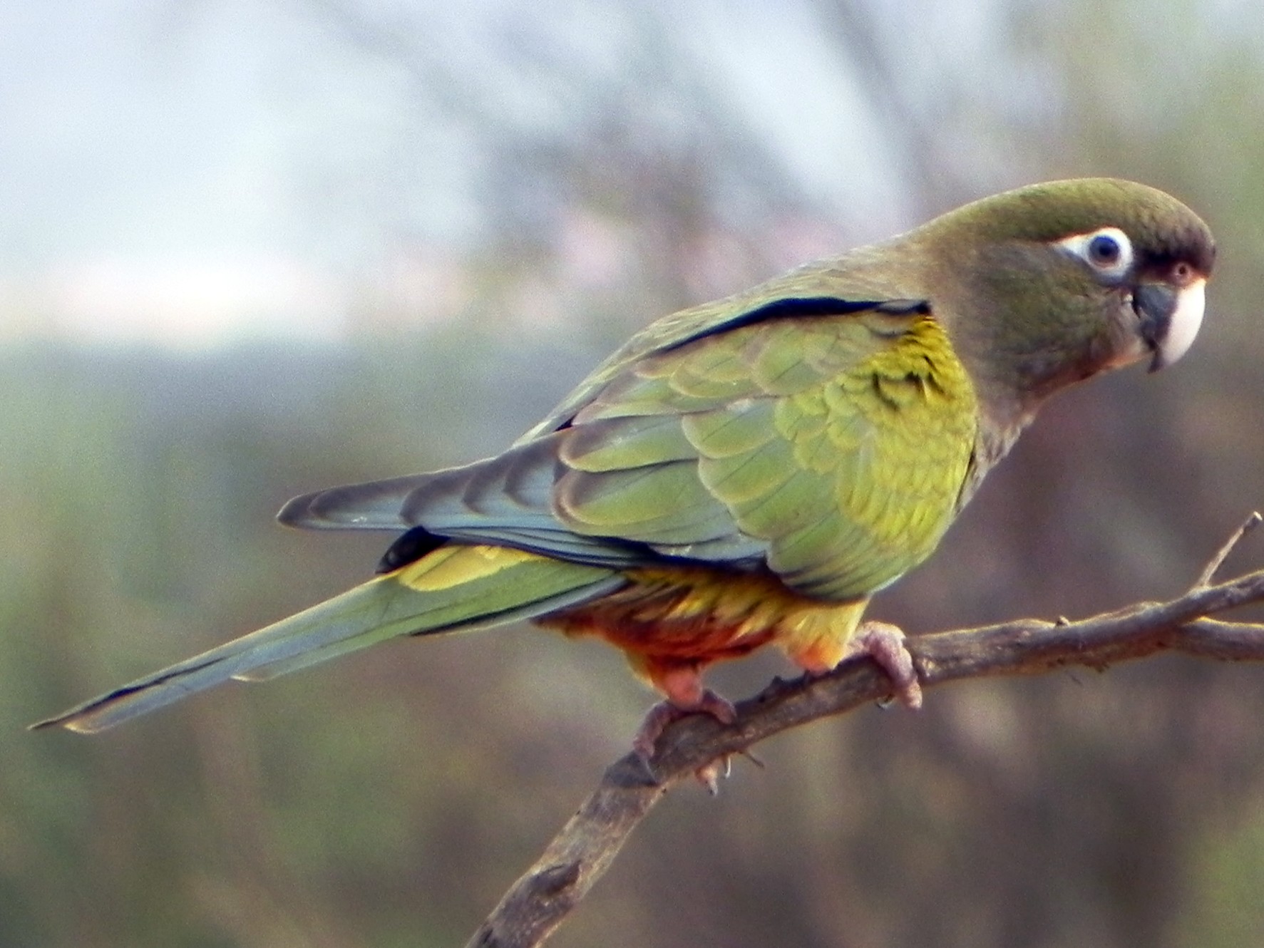 Burrowing Parakeet - eBird