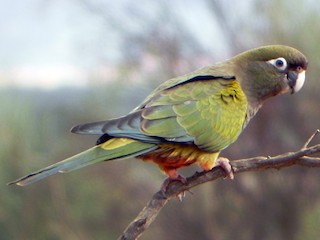 Burrowing Parakeet - eBird