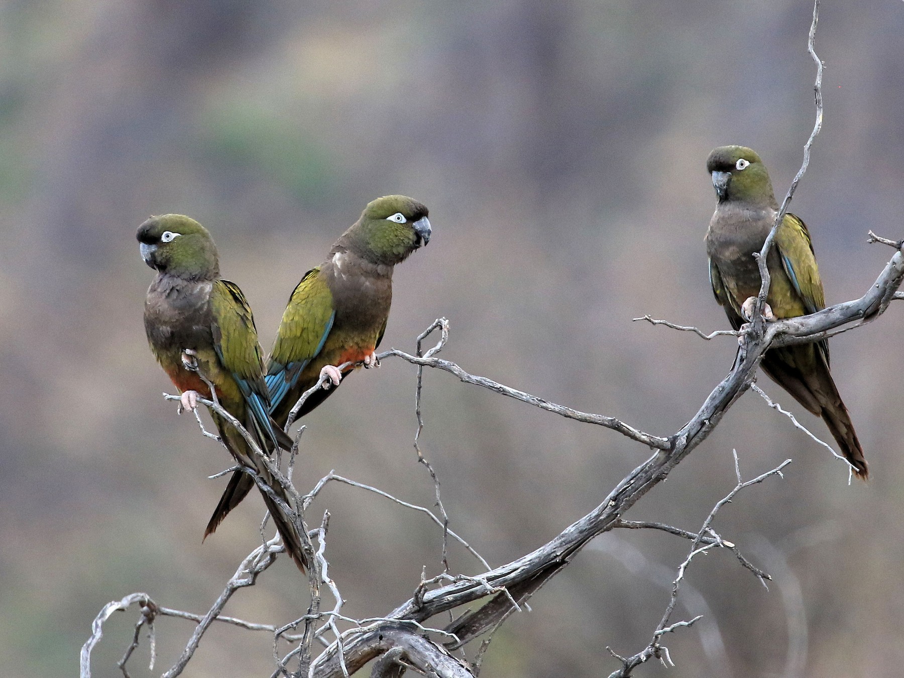 Burrowing Parakeet - eBird