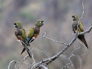 Burrowing Parakeet - eBird