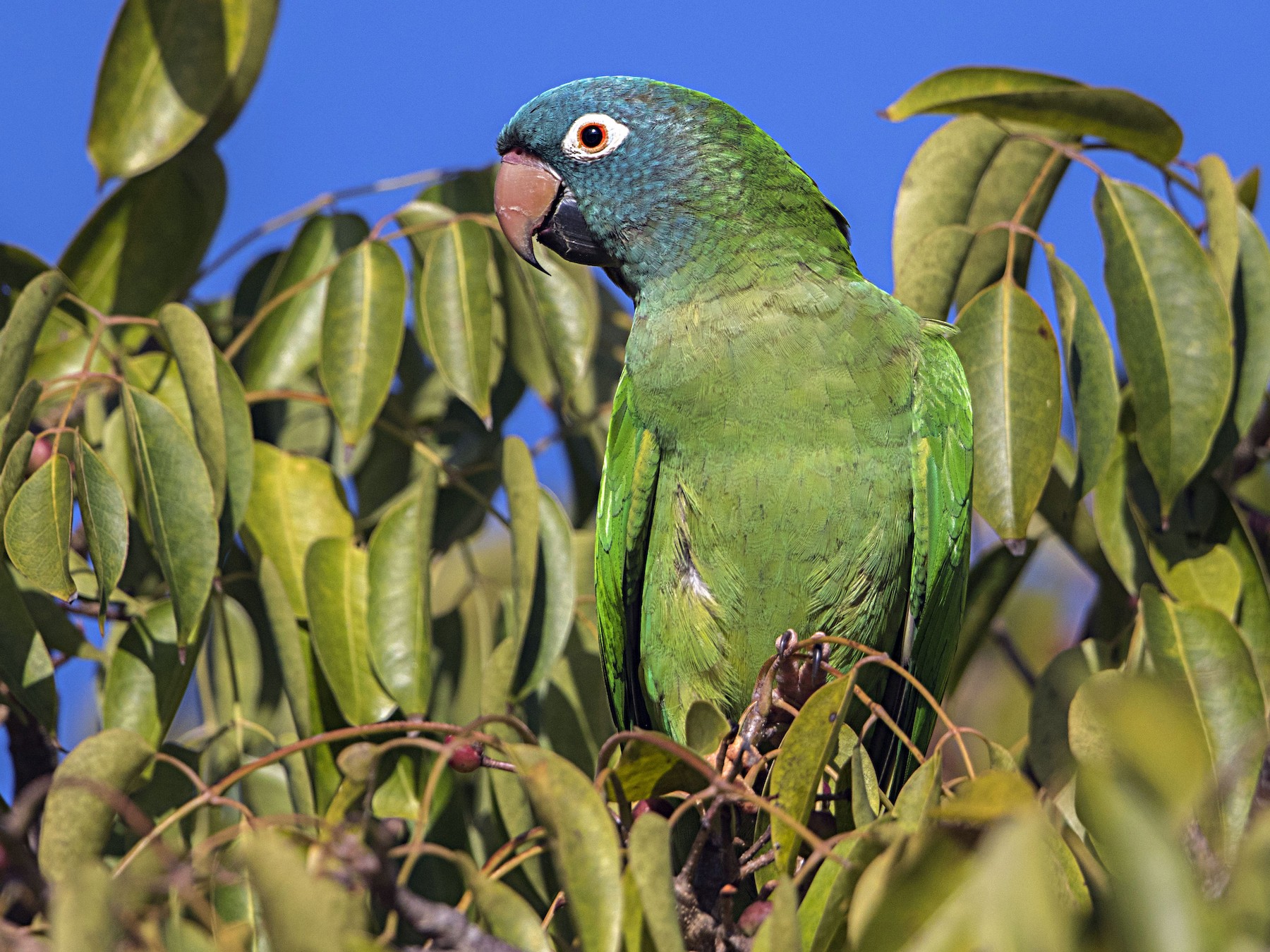 Blue-crowned Parakeet - eBird