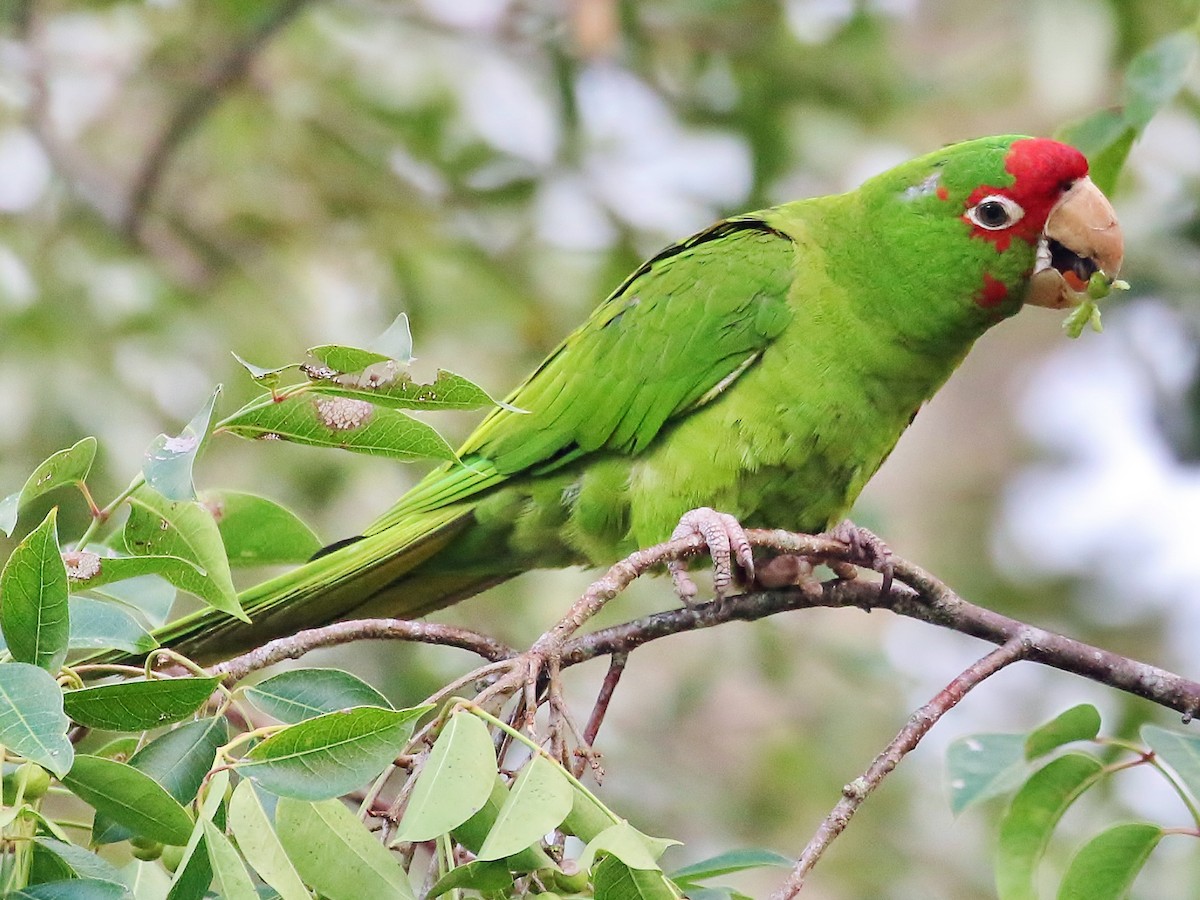 Mitred Parakeet - Psittacara mitratus - Birds of the World