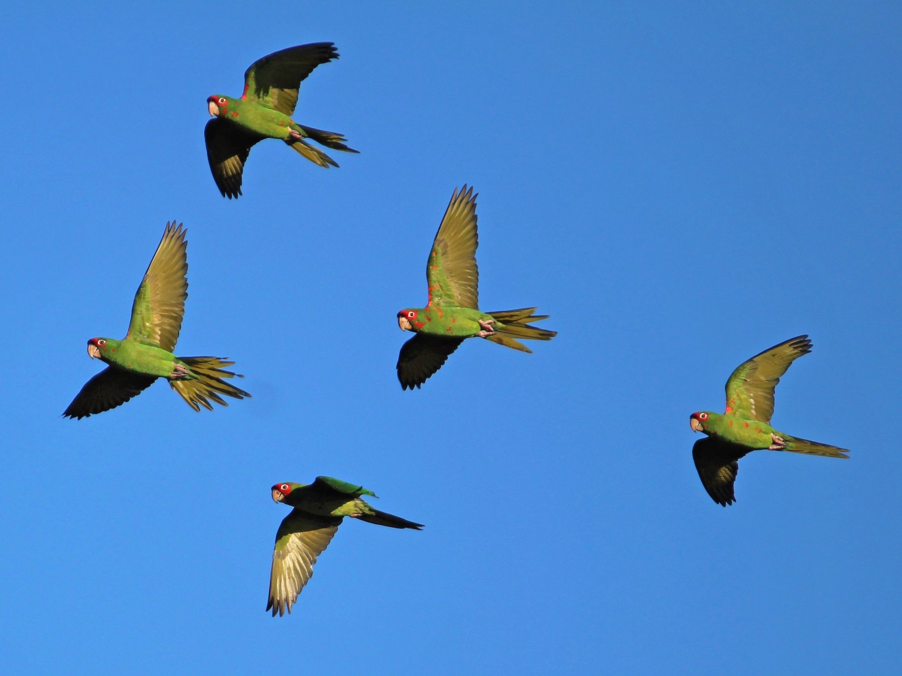 Mitred Parakeet - eBird