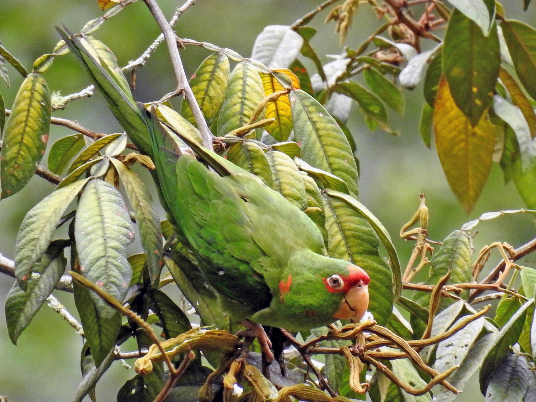 Mitred Parakeet - eBird
