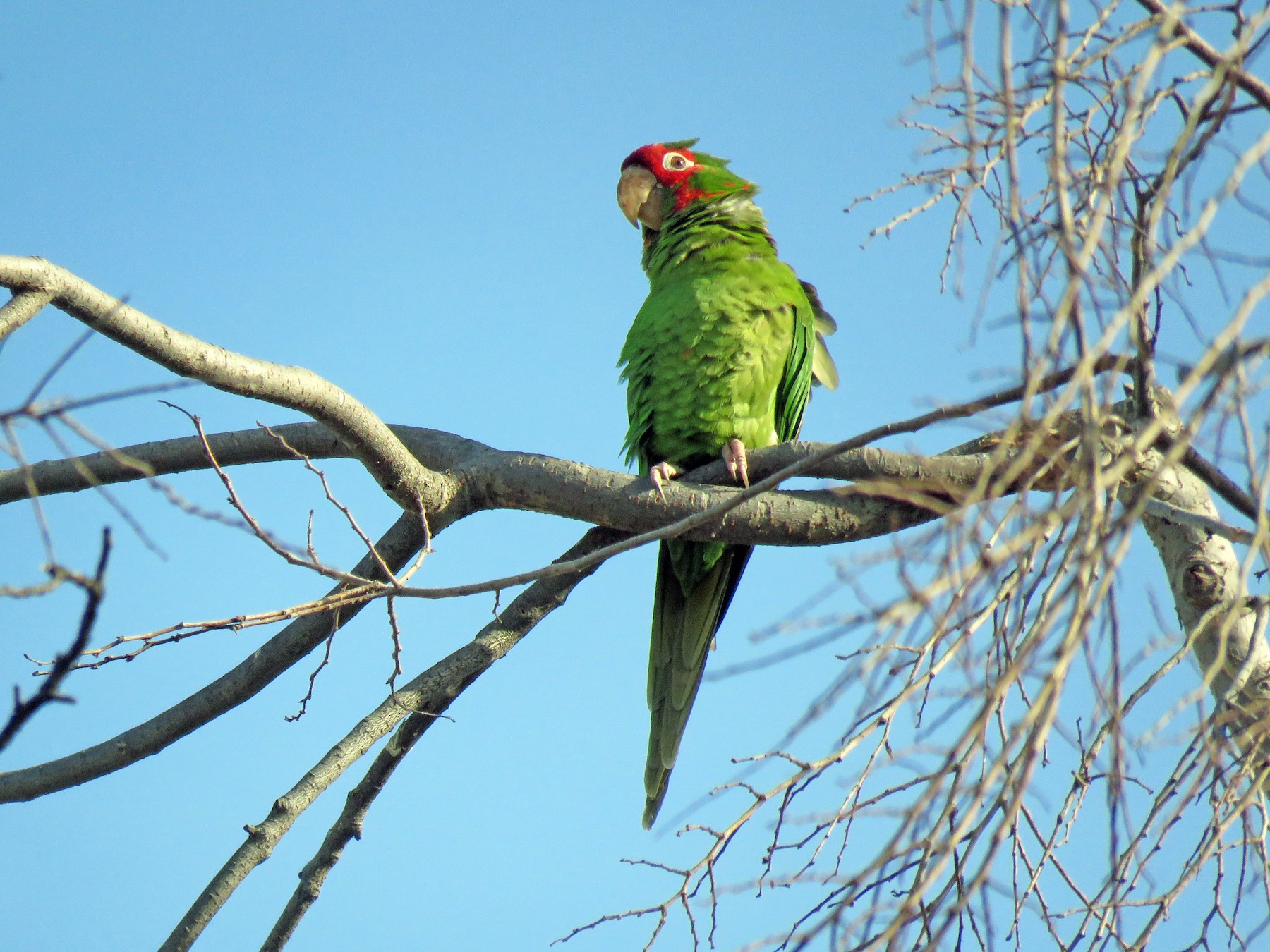 Mitred Parakeet - eBird