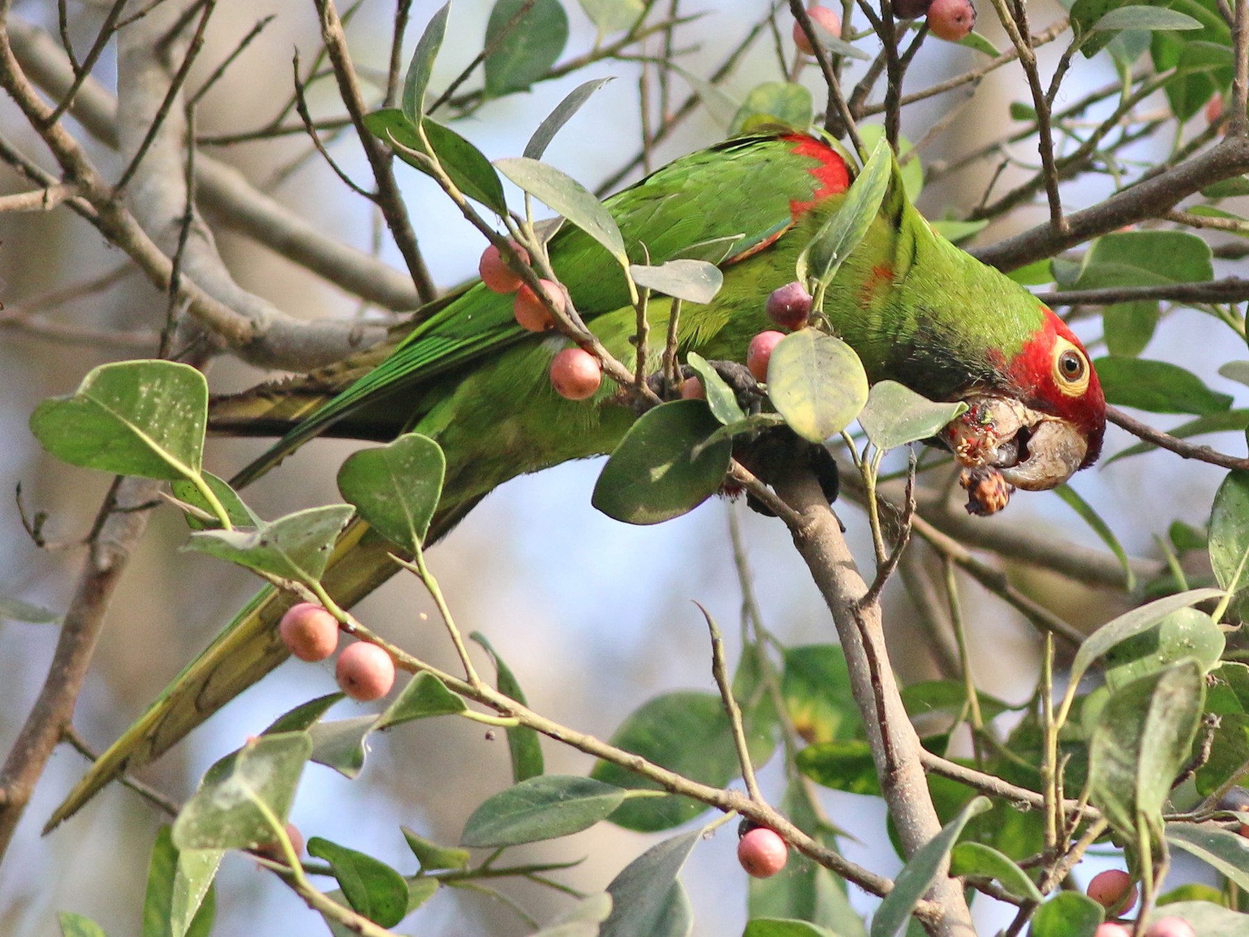 Red-masked Parakeet - eBird