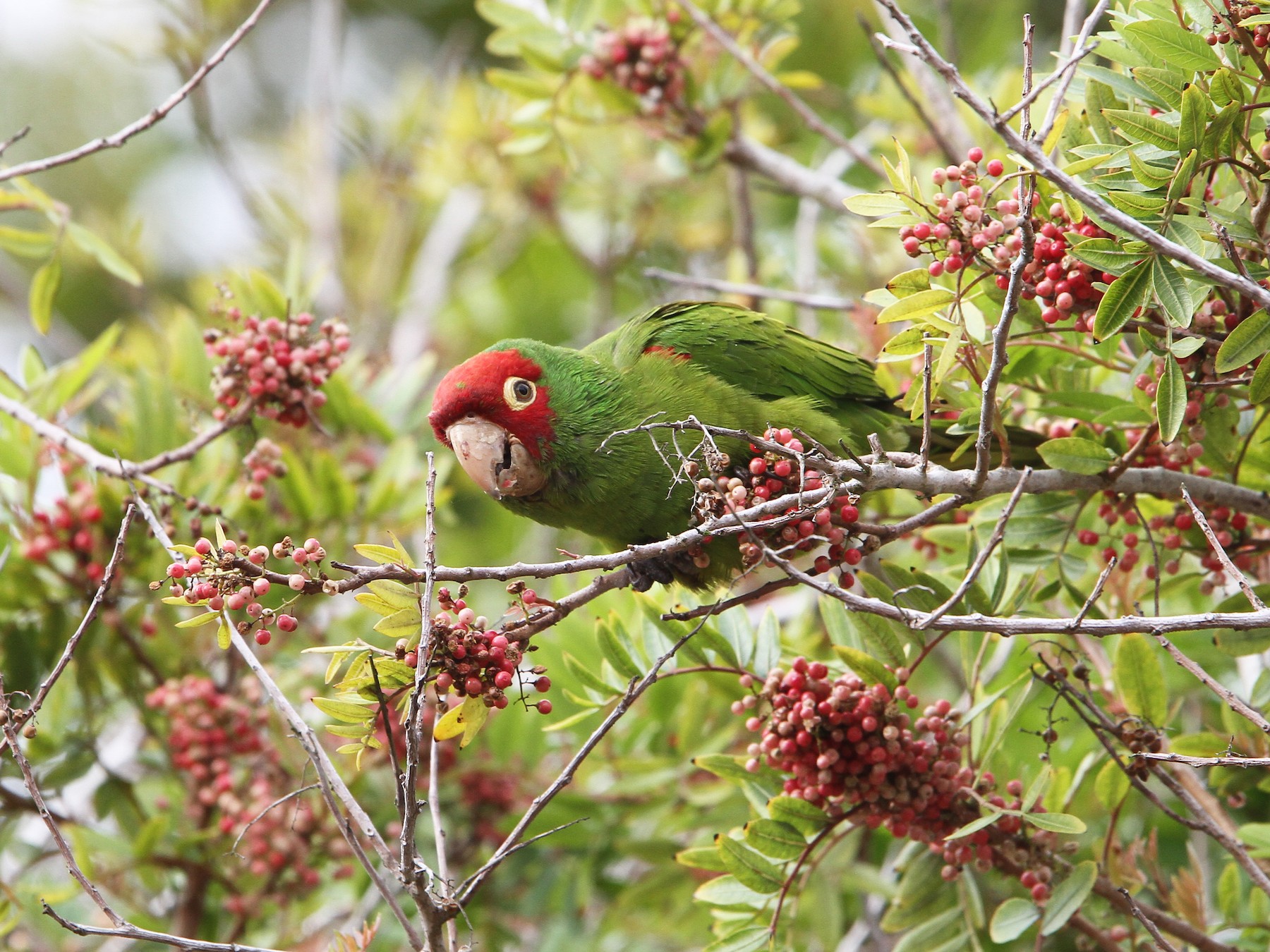 Red-masked Parakeet - eBird