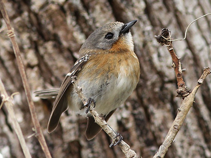 Kauai Elepaio - eBird