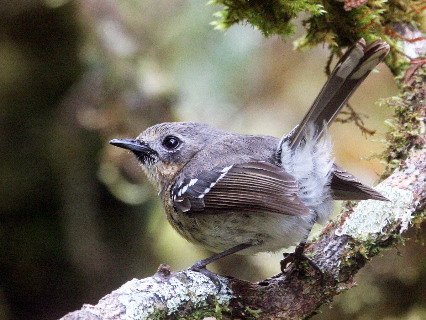Kauai Elepaio - eBird