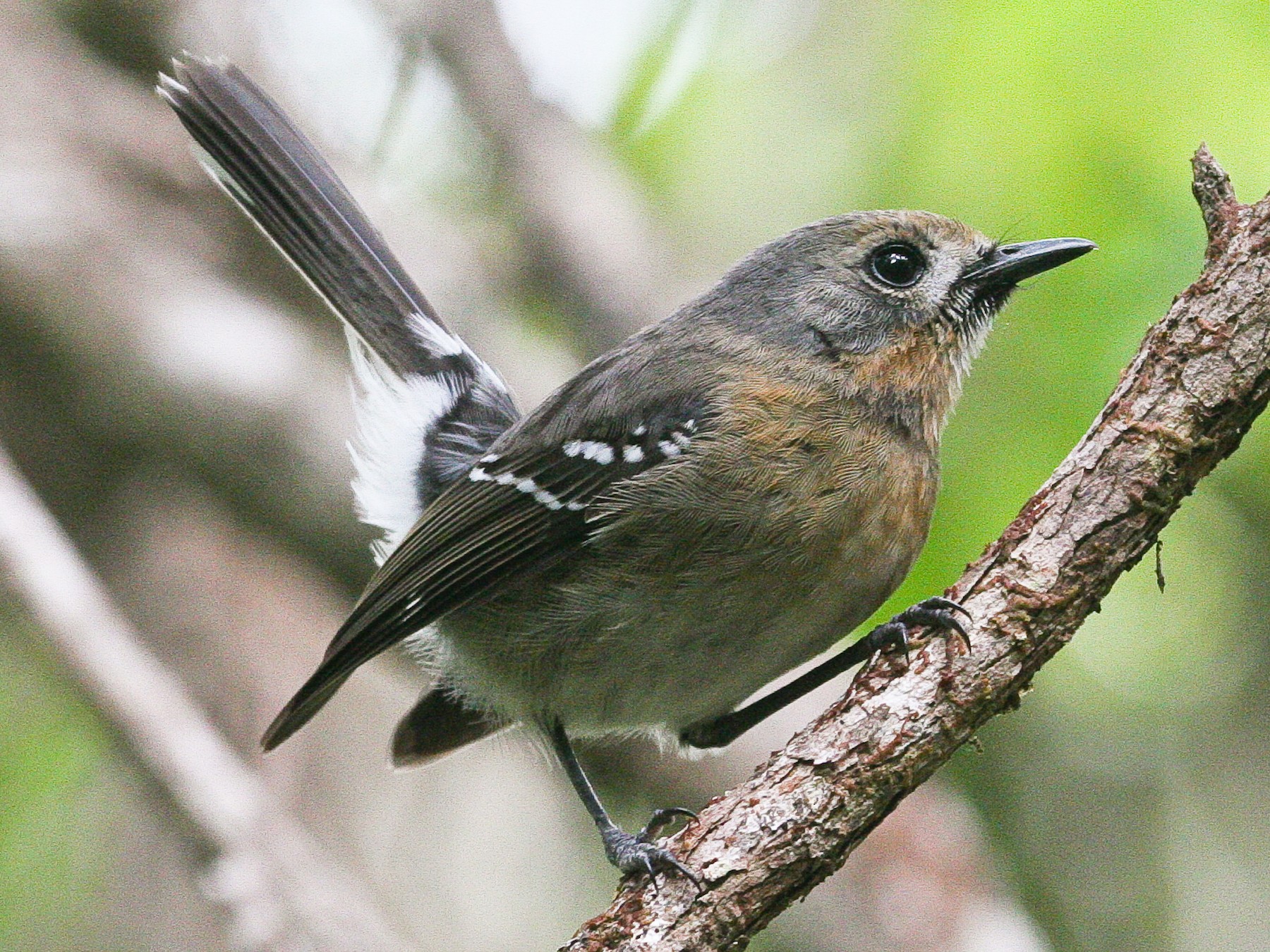 Kauai Elepaio - eBird