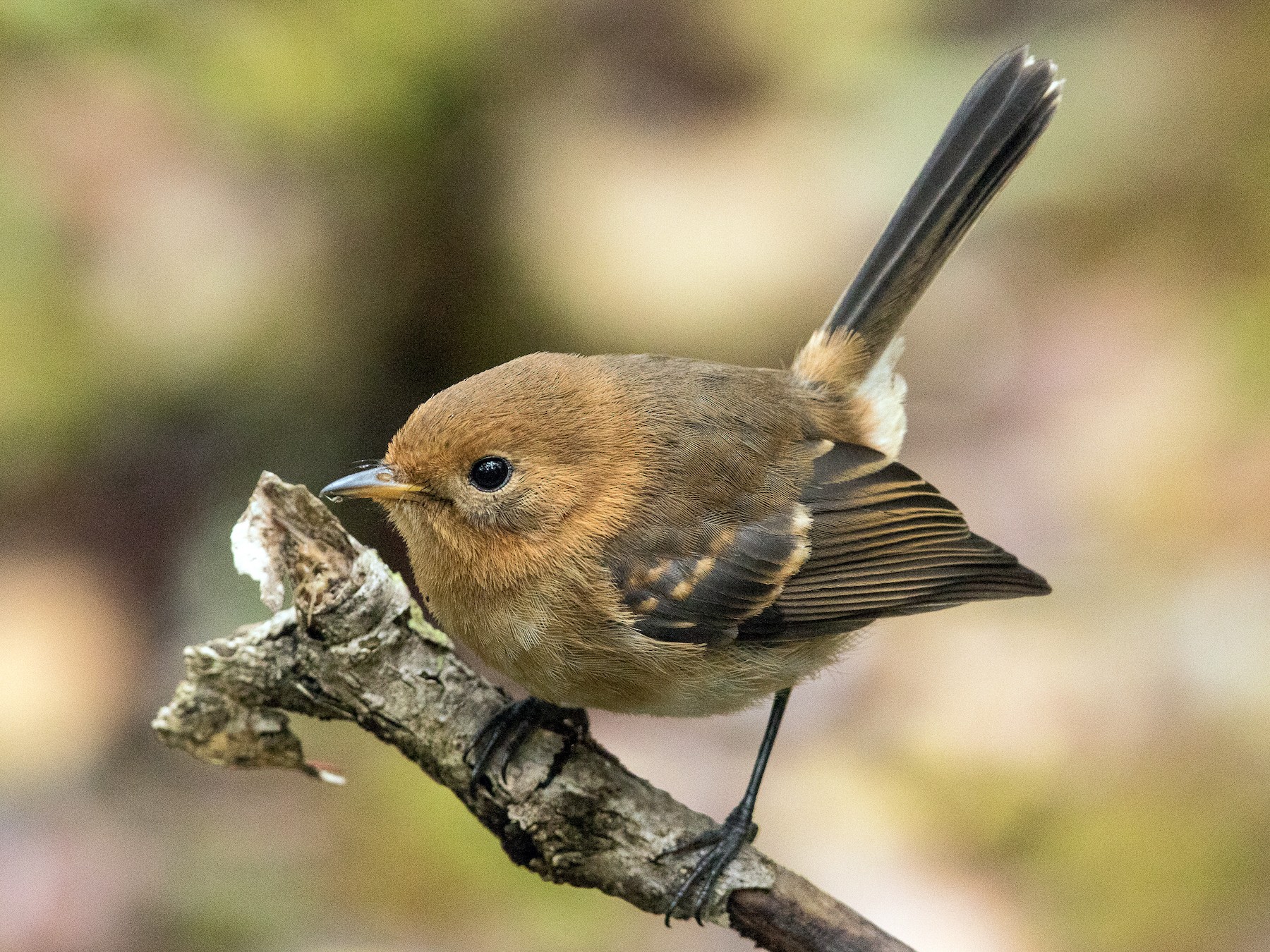 Kauai Elepaio - eBird