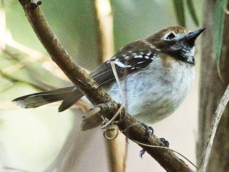 Elepaio de Oahu - eBird