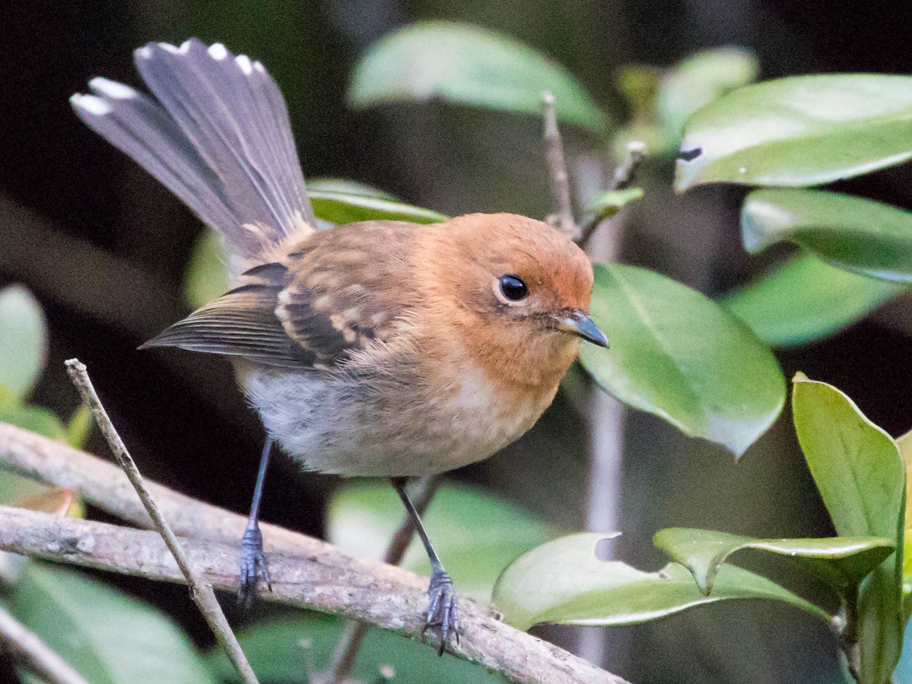 Oahu Elepaio - eBird