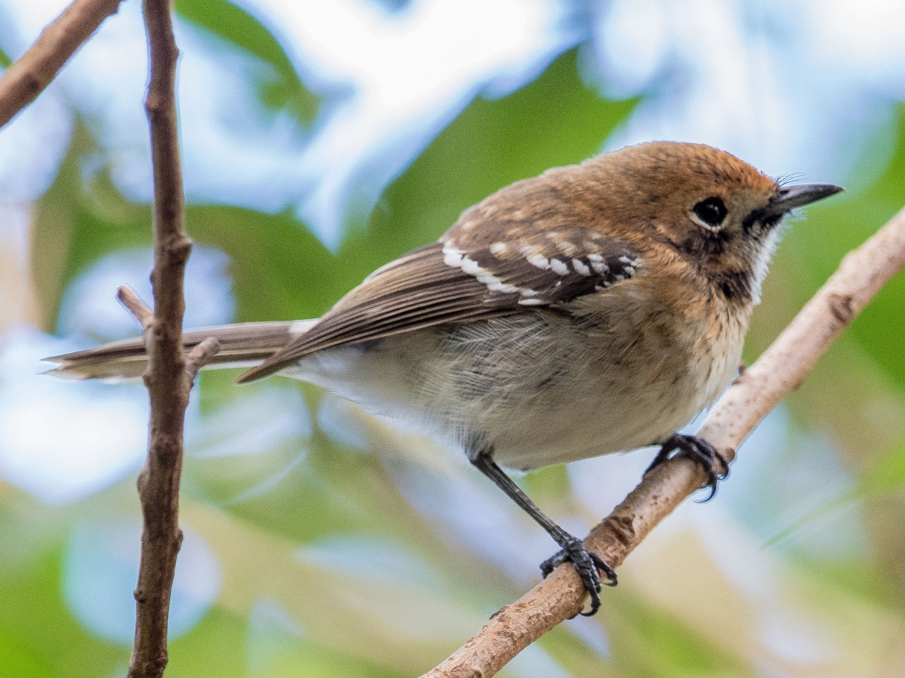 Oahu Elepaio - eBird