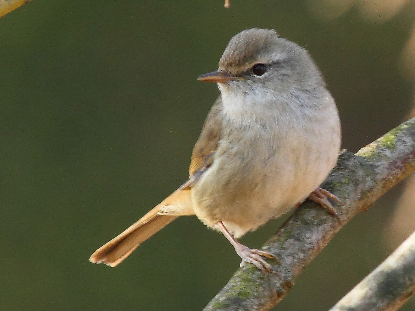 Japanese Bush Warbler - eBird