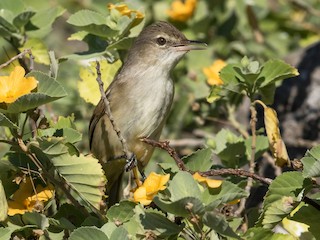 Millerbird - eBird