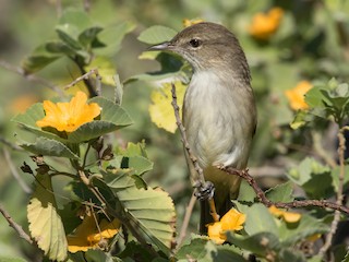 Millerbird - eBird