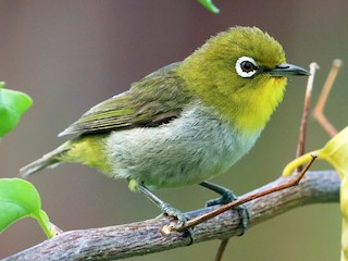 Warbling White-eye - Zosterops japonicus - Birds of the World