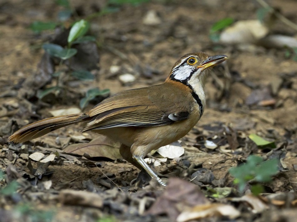 Greater Necklaced Laughingthrush - eBird