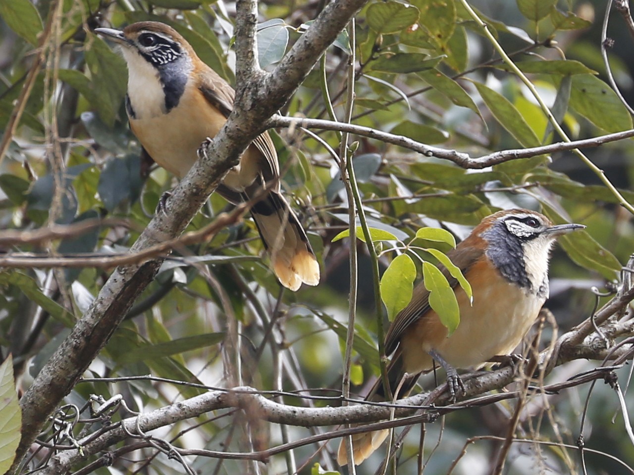 Greater Necklaced Laughingthrush - eBird