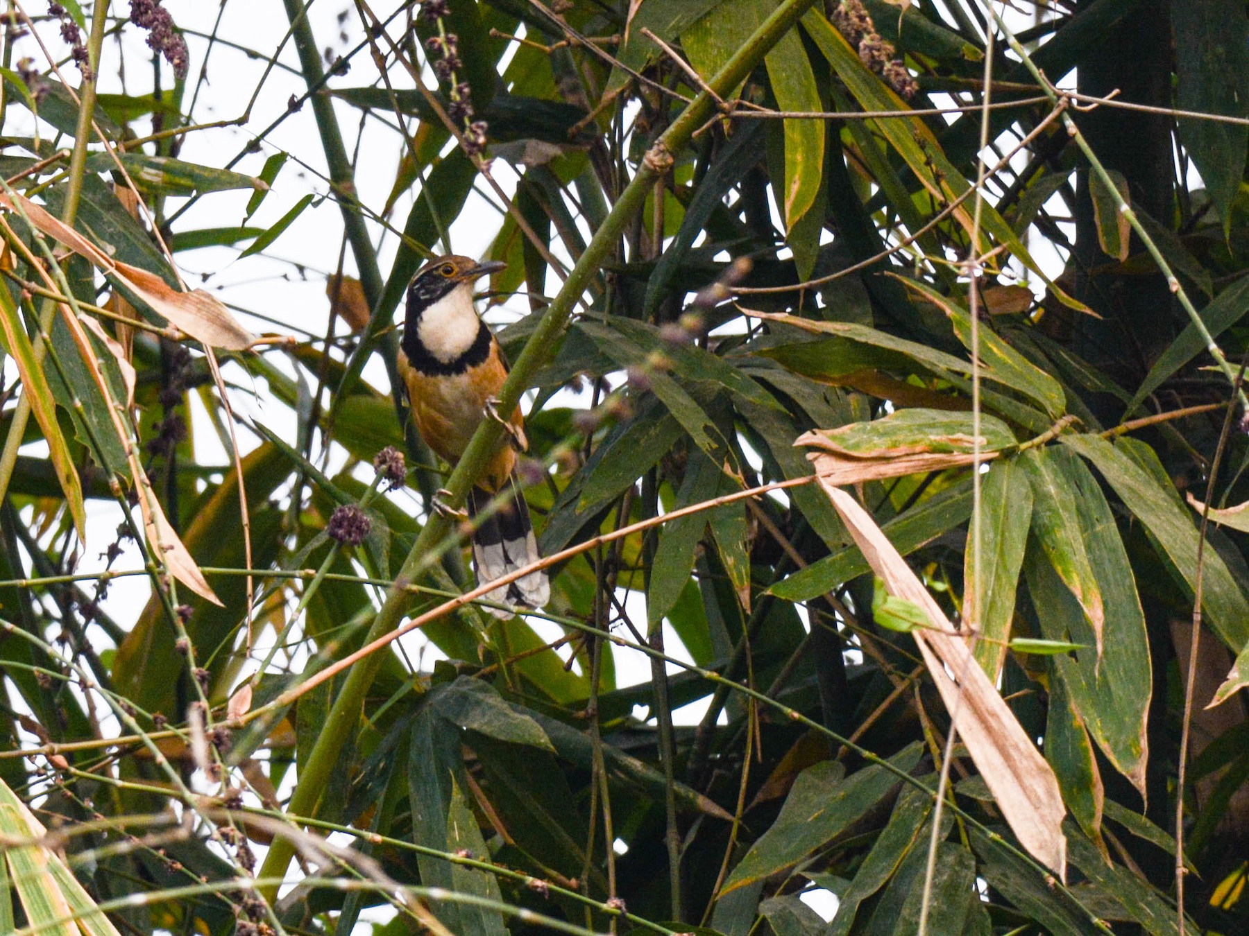 Greater Necklaced Laughingthrush - eBird