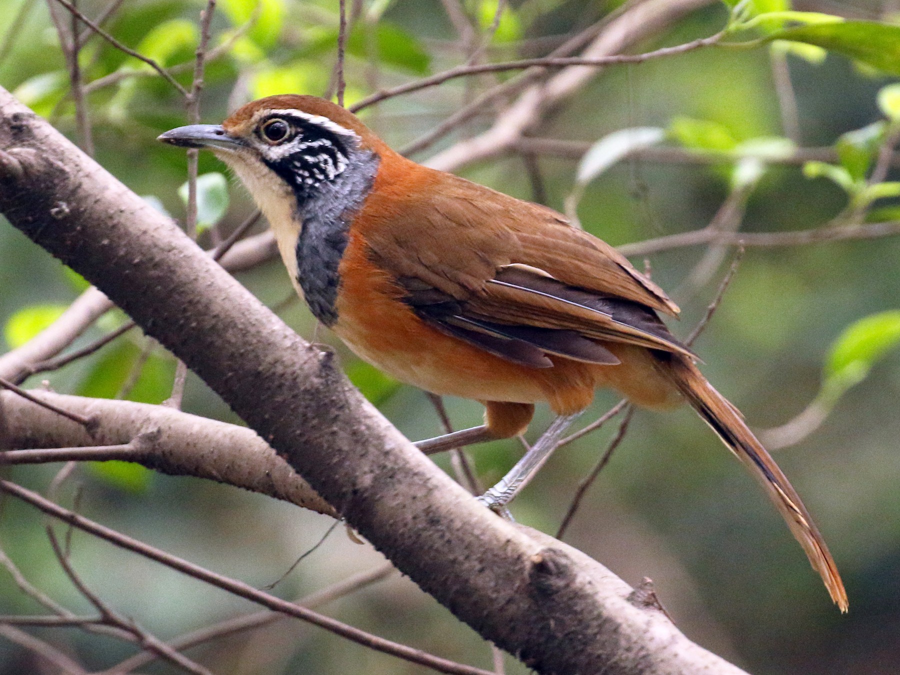 Greater Necklaced Laughingthrush - eBird