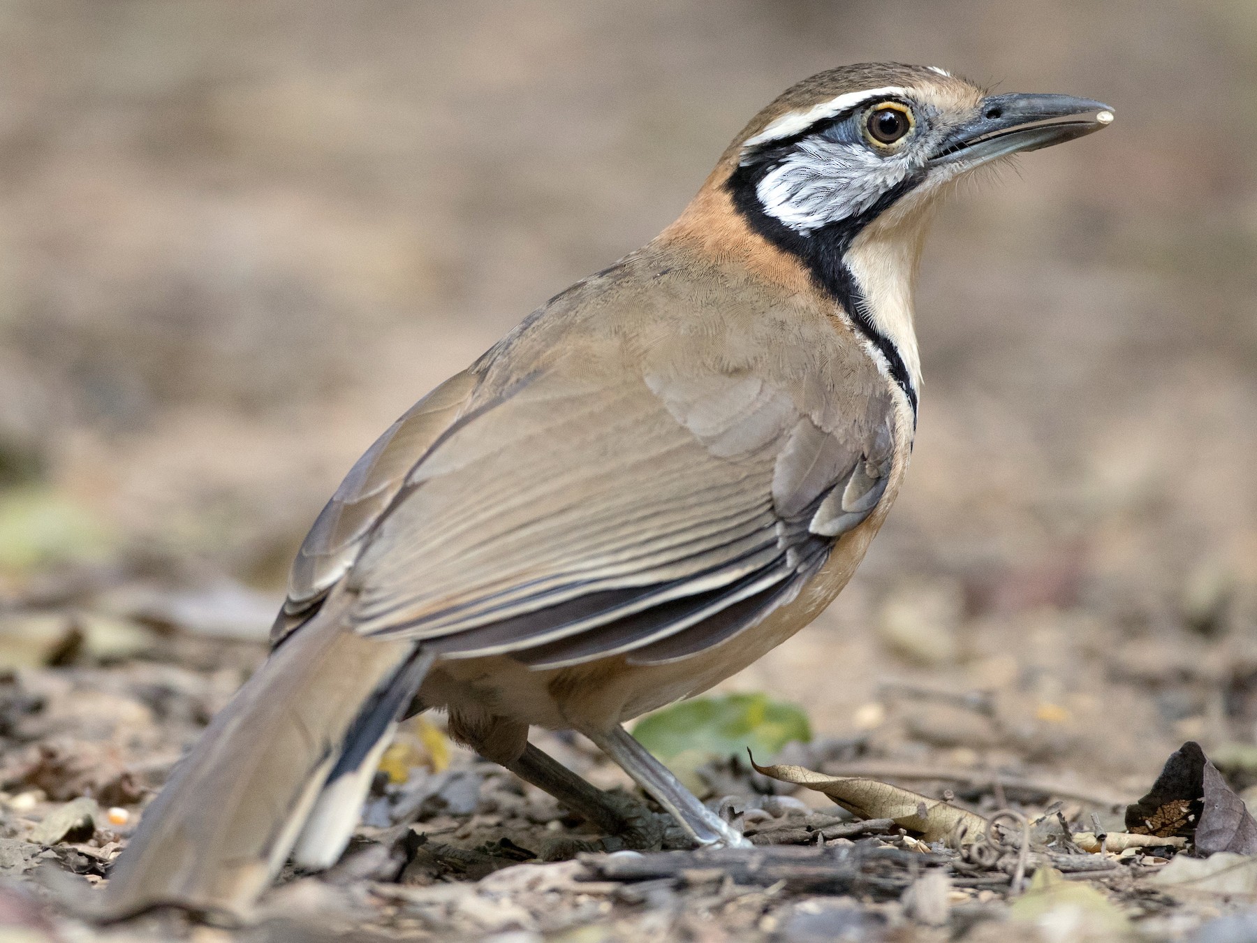 Greater Necklaced Laughingthrush - eBird