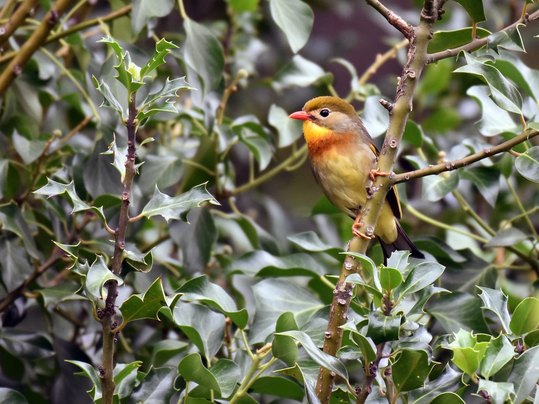 Red-billed Leiothrix - eBird