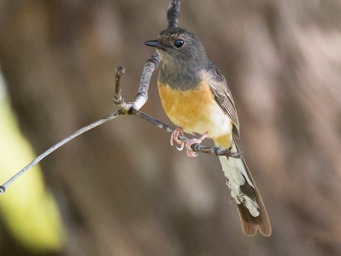 White-rumped Shama - eBird