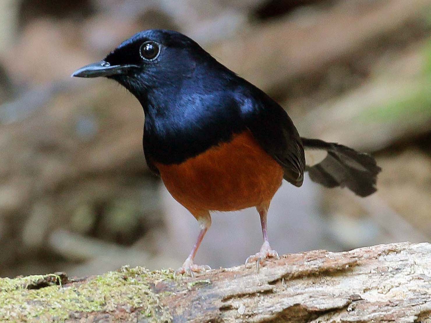 White-rumped Shama - eBird