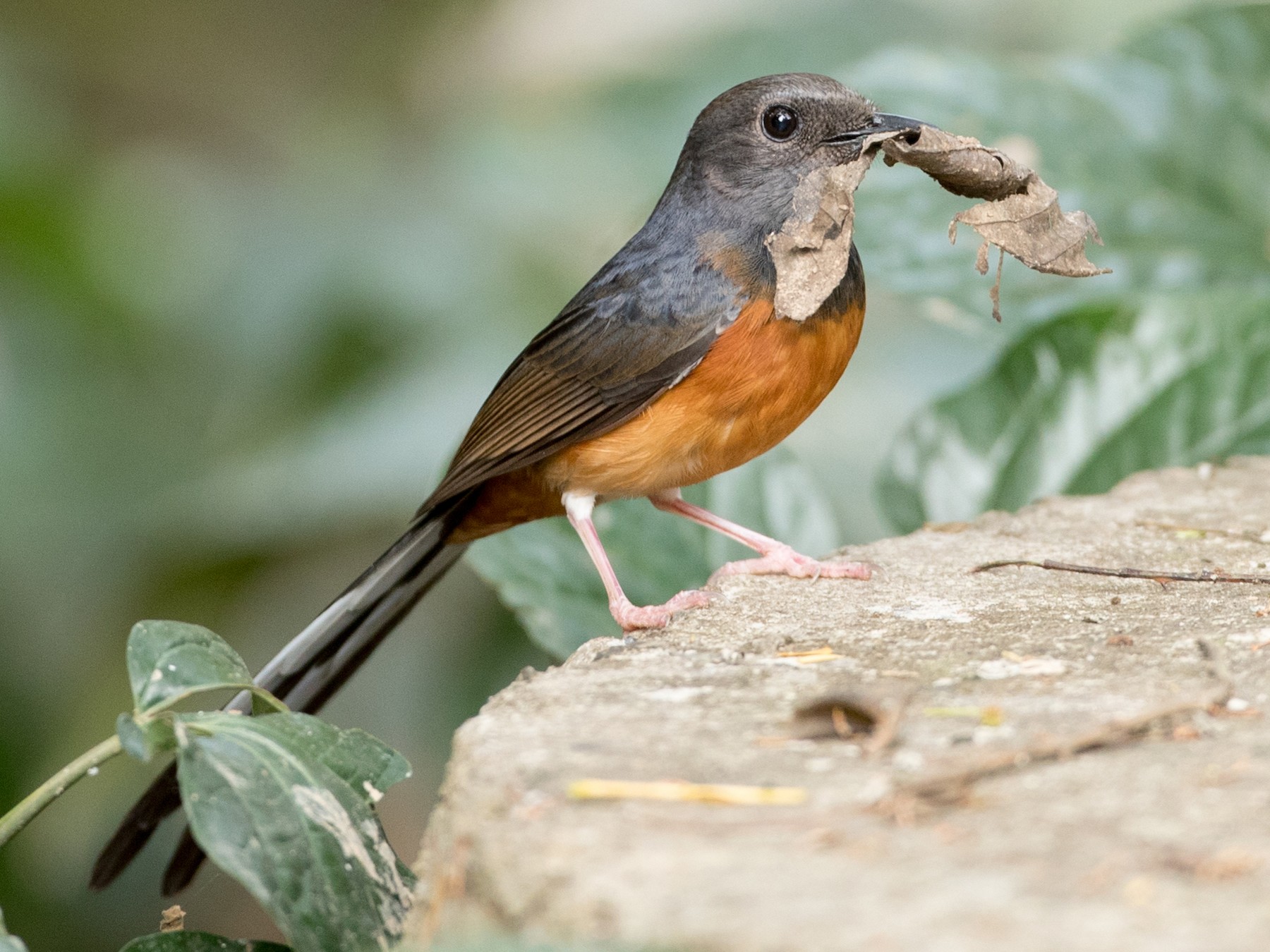 White-rumped Shama - eBird