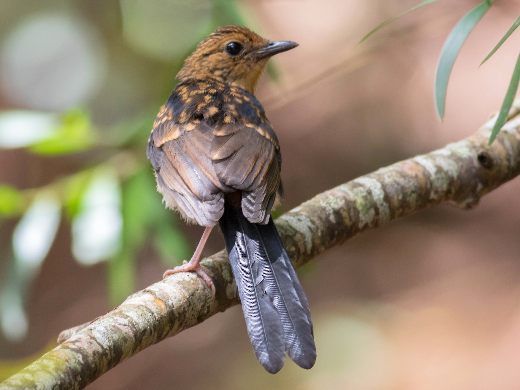 White-rumped Shama - eBird