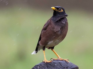 Common Myna - eBird