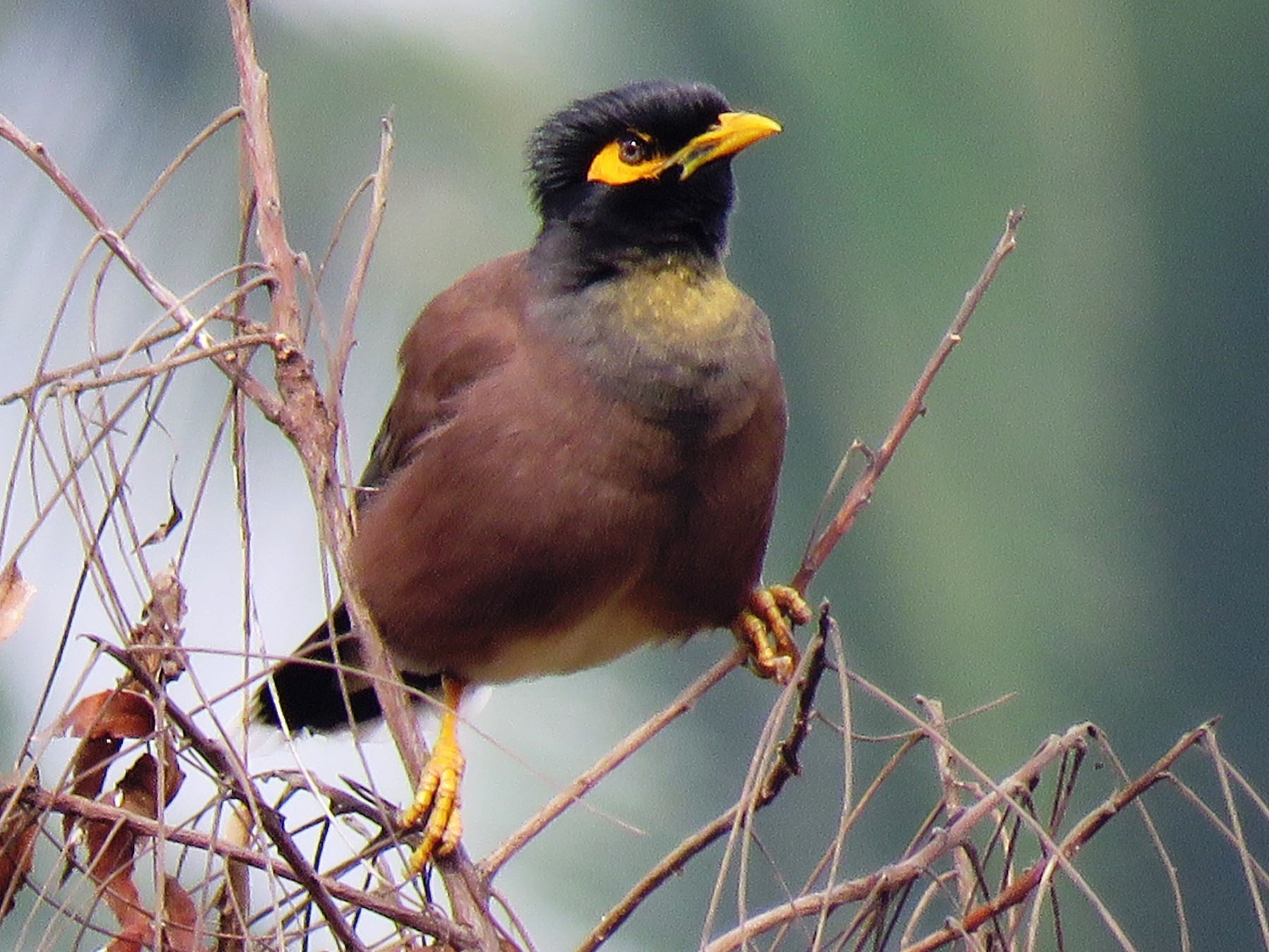 Common Myna - eBird
