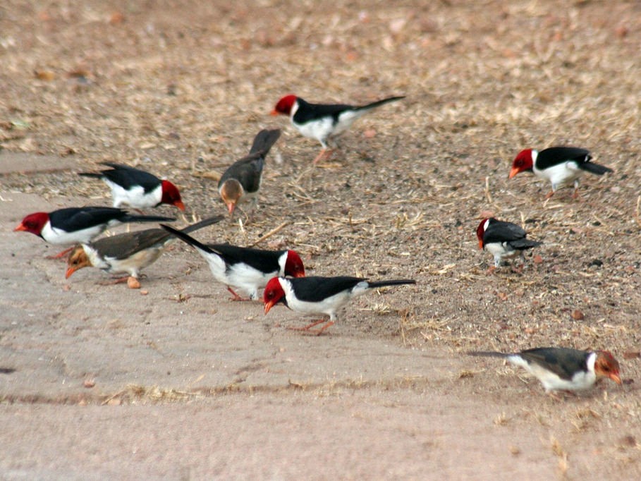 Yellow-billed Cardinal - eBird