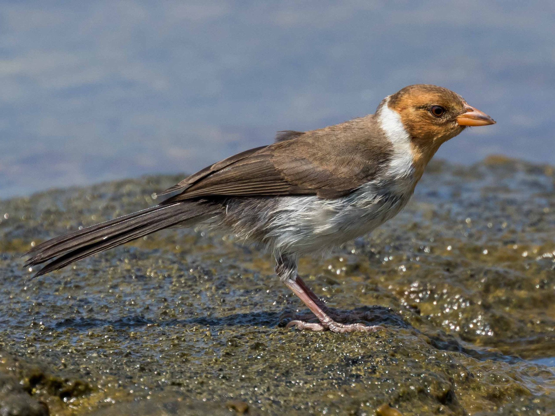 Yellow-billed Cardinal - eBird