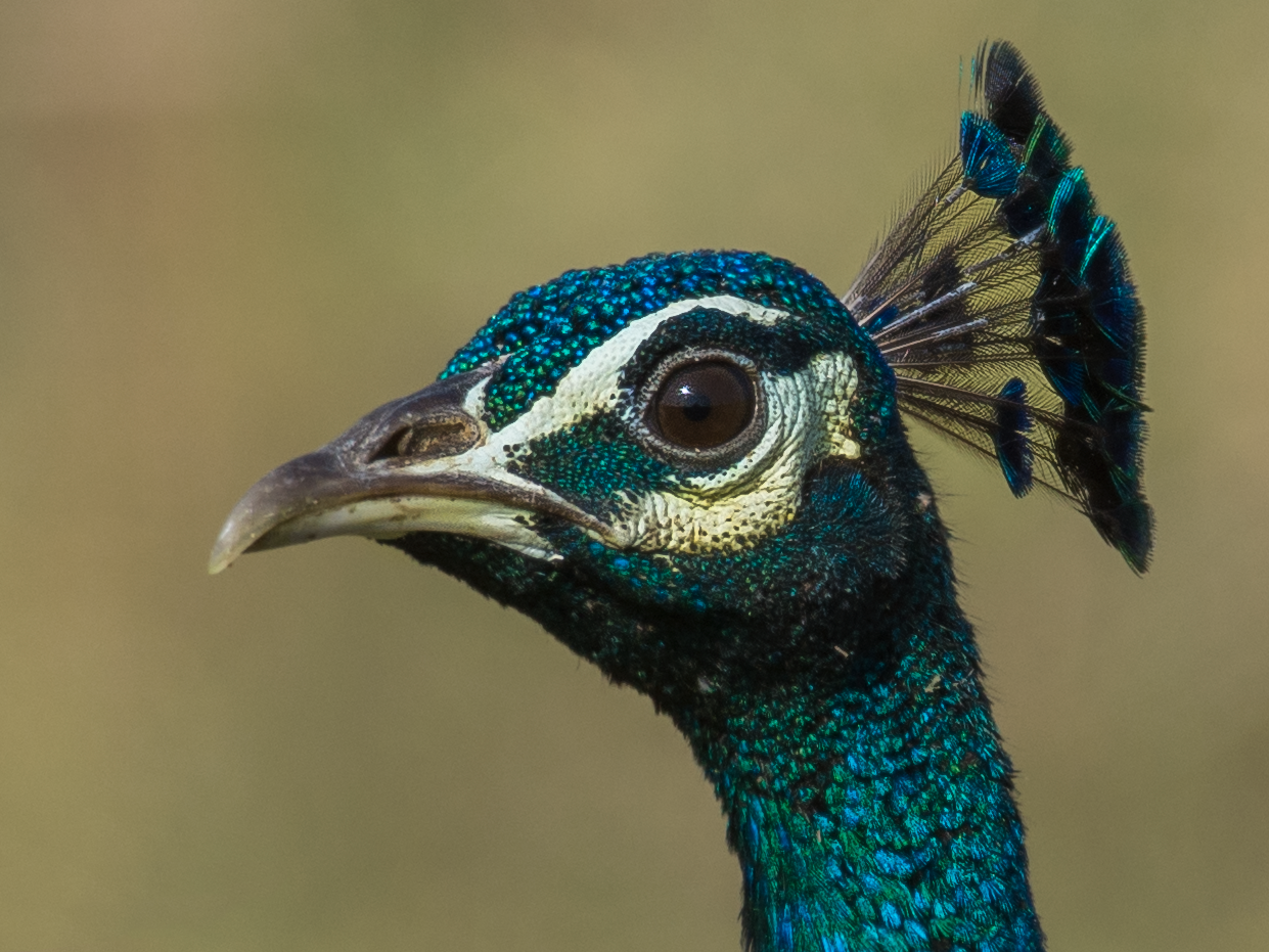 Indian Peafowl - eBird