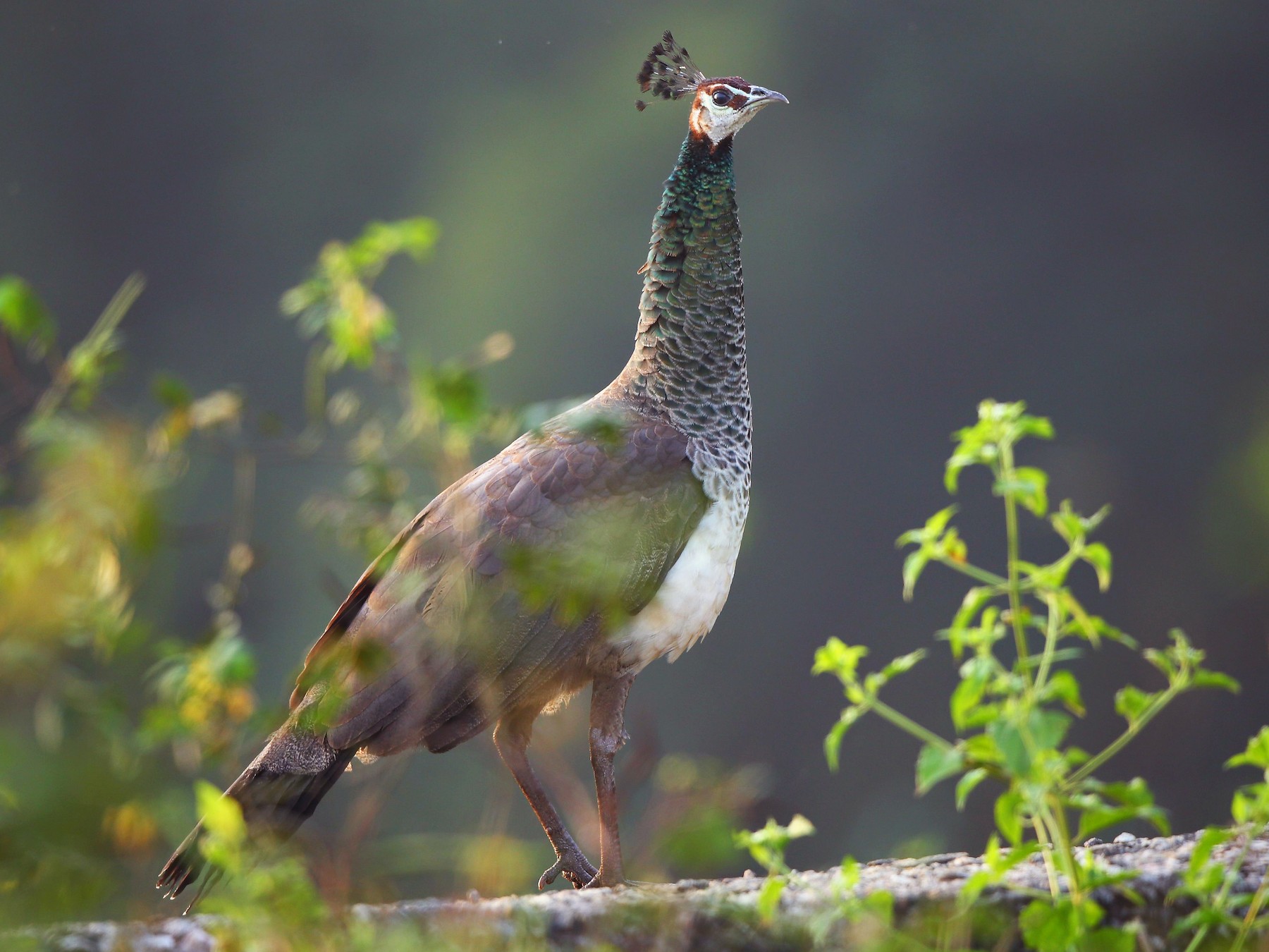 Indian Peafowl - eBird