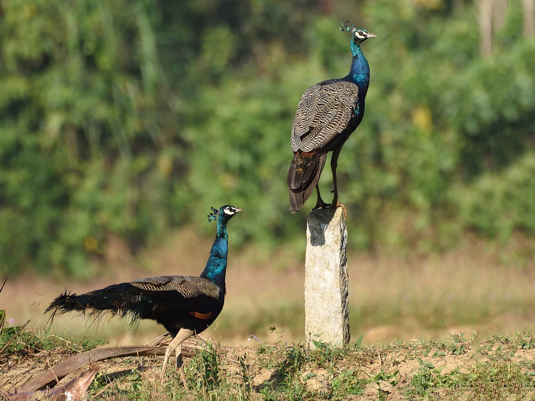 Indian Peafowl - eBird